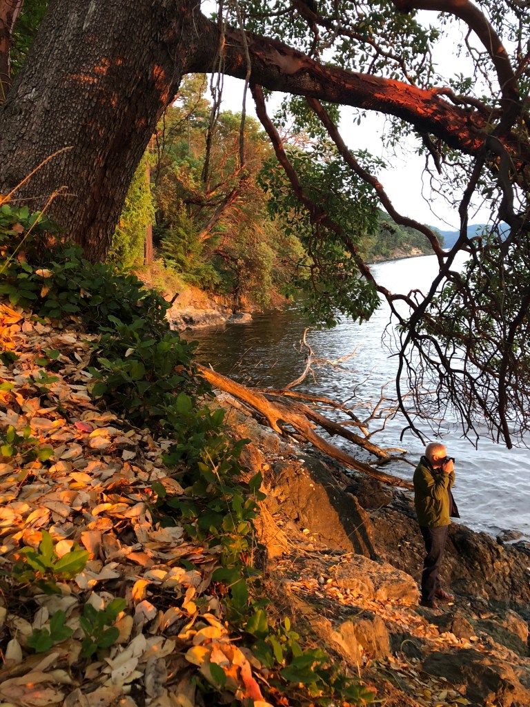 The Art of Trees – Orcas Island Madronas | ARTISTIC PENSION